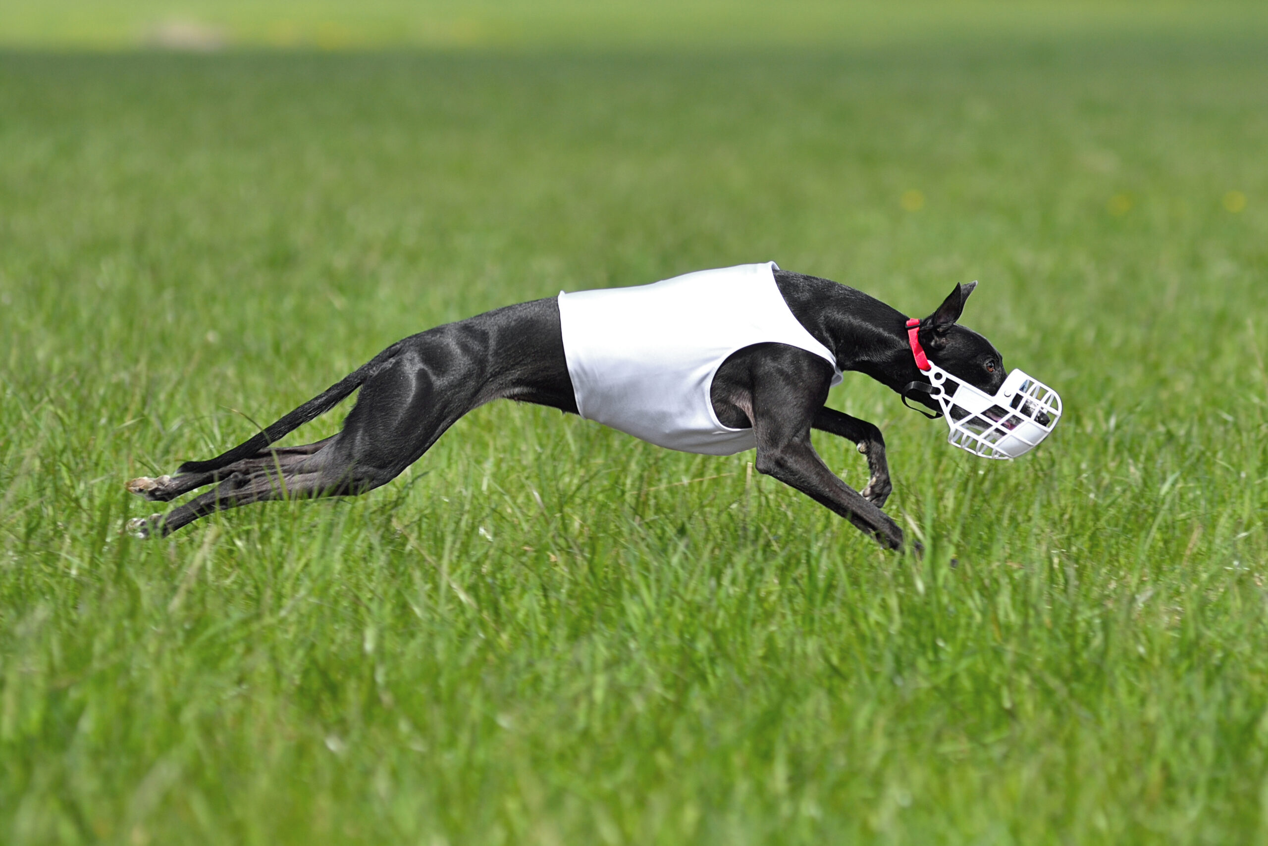 How to Choose the Right Betting Market in Dog Racing